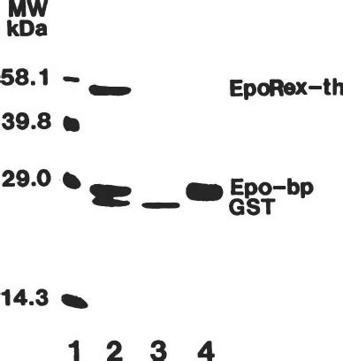 Schematic Representation Of PGEX 2T Erythropoietin Receptor CDNA PCR Download Scientific