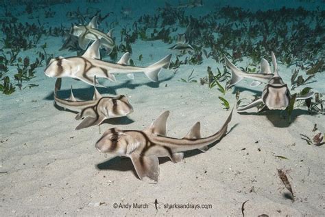 Port Jackson Shark Heterodontus Portusjacksoni