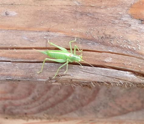 Uk Looks Different To Any Grasshopper Ive Seen Rwhatsthisbug