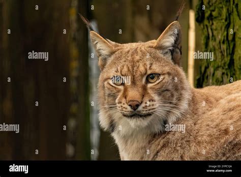 The Eurasian Lynx Lynx Lynx Also Known As The European Lynx Or