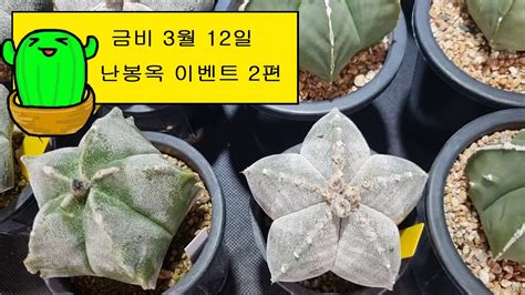 금비선인장 난봉옥이벤트2편 Youtube