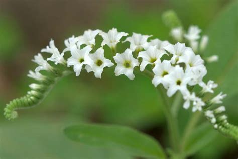 Angiosperms Vs Gymnosperms Difference And Comparison Diffen