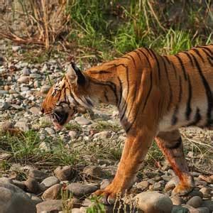 Tiger Habitat School Project