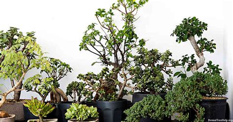 Are Bonsai Trees Really Trees Bonsai Tree Help