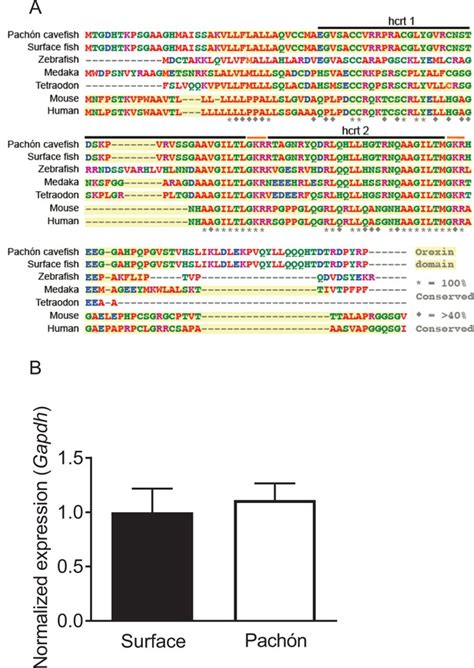 Figures And Data In Hypocretin Underlies The Evolution Of Sleep Loss In