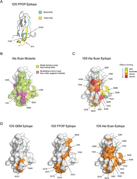 1d5 Epitope Identified By Gem Is Consistent With Fpop And Alanine