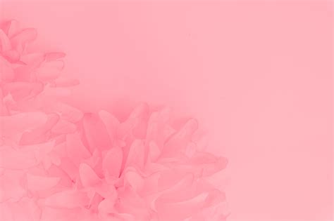 흰색 배경과 흰색 꽃 프레임과 오렌지 잎 배경 질감 꽃 배너에 아름다운 추상 색상 흰색과 분홍색 꽃 건강한 식생활에 대한 스톡 사진 및 기타 이미지 Istock