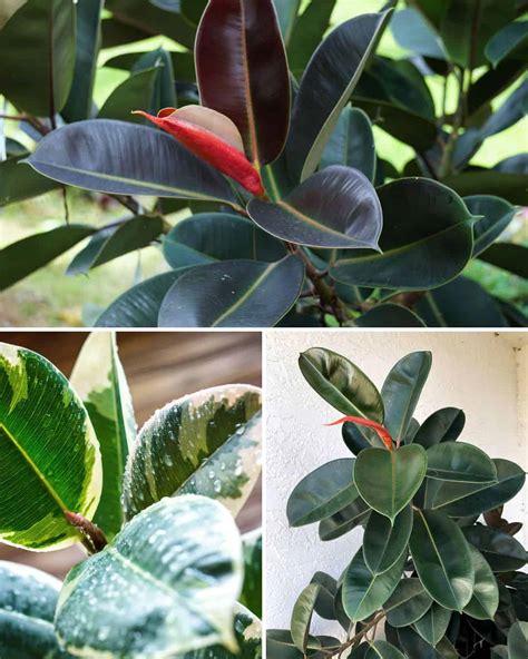 5 Ficus Elastica Facts You Probably Didnt Know Surprising Rubber Plant Secrets 5 Ficus Elastica Facts You Probably Didnt Know Surprising Rubber Plant Secrets