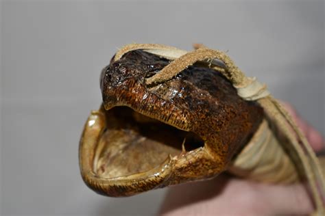 Lot Iroquois Snapping Turtle Shell Rattle