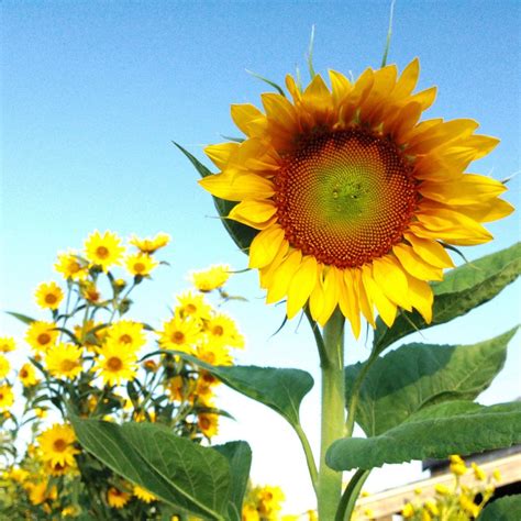 9 Flower Varieties Illustrated For Beginners Artofit