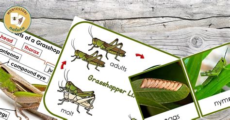 Here Is Whats Included