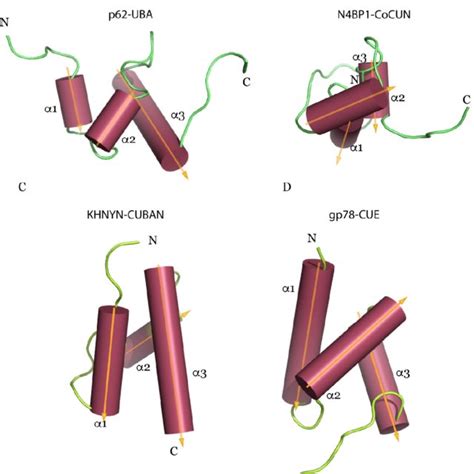 Ribbon Representation Of Ubiquitin Associated Uba P62 A