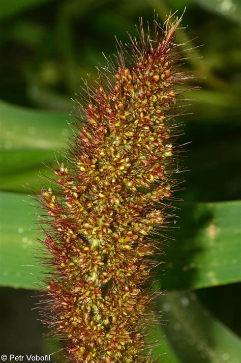 Setaria Italica • Floravegeu