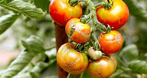 9 Common Problems With Growing Tomatoes In A Greenhouse And How To Fix Them