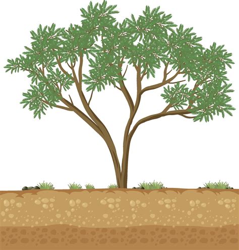 Big Tree Growing On Solid Soil Vector Art At Vecteezy
