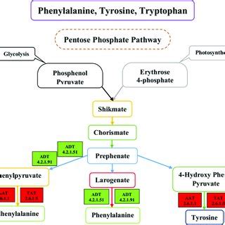 Schematic Diagram Of Key Genes And Metabolites Of Tyrosine Metabolism