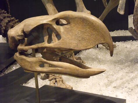 Terror Bird Skull Jurlacher Flickr