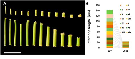 Figure 2 From Morphological Characterization And Transcriptome Analysis