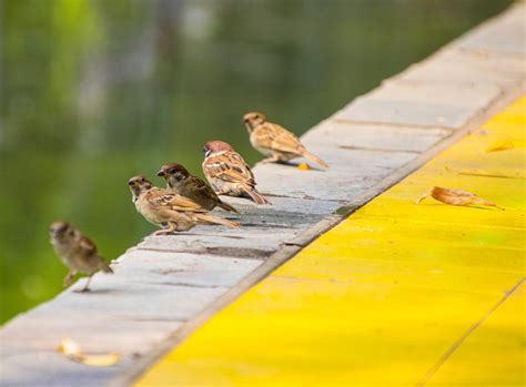 Eurasian Tree Sparrows Birds Free Photo On Pixabay