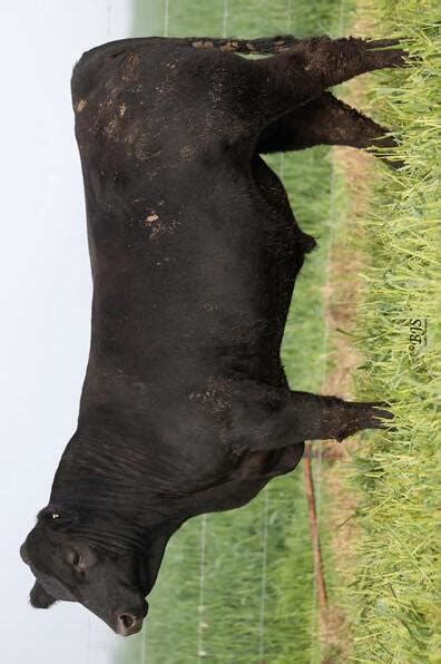 Devanah Angus Bull Sale 2023 By Angus Australia Issuu