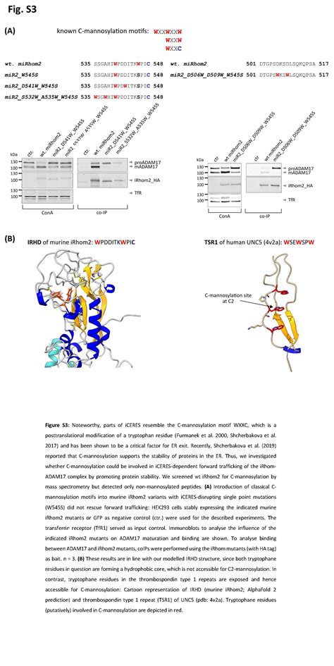 A Structural Model Of The Irhom Adam17 Sheddase Complex Reveals Functional Insights Into Its