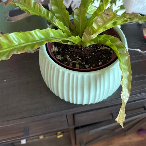 Asplenium Pellucidum Plant Care Water Light Nutrients Greg App 🌱