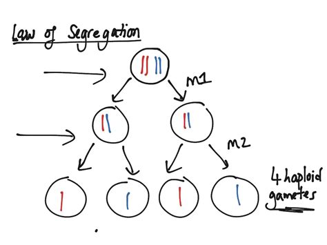 9 Law Of Segregation Examples In Real Life The Boffins Portal