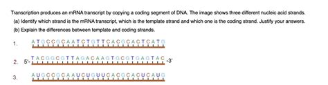 Solved Transcription Produces An Mrna Transcript By Copying The Coding Segment Of Dna The
