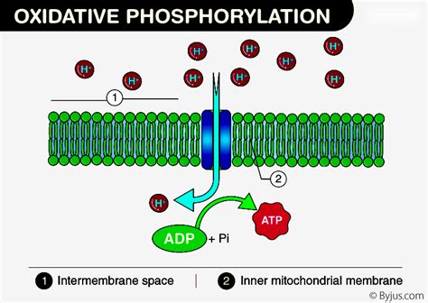 Oxidative Phosphorylation Definition Steps And Electron Transport Chain