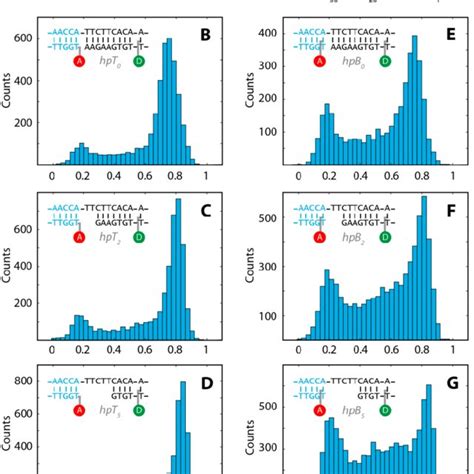A Schematic For The Conformational Fluctuation Of The Stem Loop DNA Download Scientific