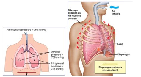 Respiratory Physiology And Spirometry Terms Respiratory 7 Flashcards