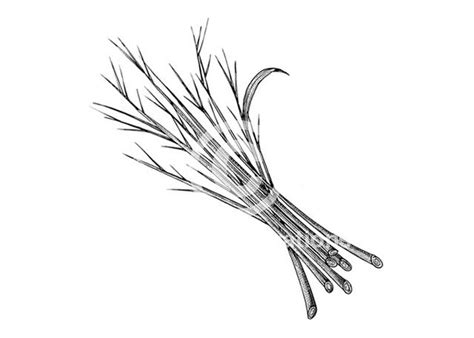 Steven Noble Illustrations Lemongrass