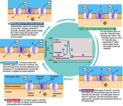 Action Potential Phases Diagram Action Potential Diagram Syn