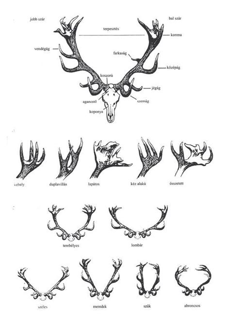 Whitetail Deer Antler Diagram