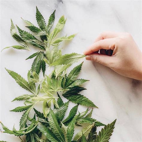 Human Kind Did You Know Your Body Creates Cannabinoids Too Each Of Us Is Equipped With Our