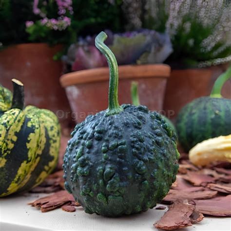 Images «black Pumbaa Organic Pumpkin Seeds Shipping Is Free For Orders Over €50