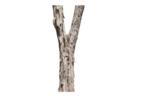 Bark PNGs For Free Download