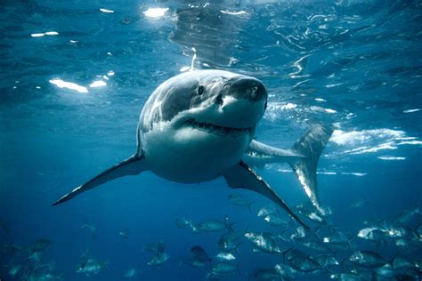 8 Shark Facts From Bellybuttons To Friendships To Environmental Health