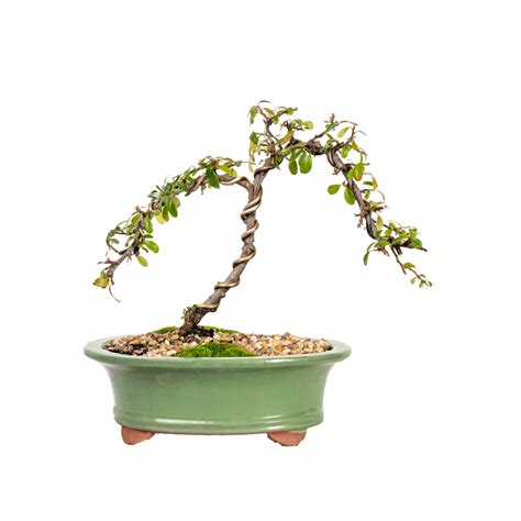 Cotoneaster Bonsai 2015 Bonsai At The Bay