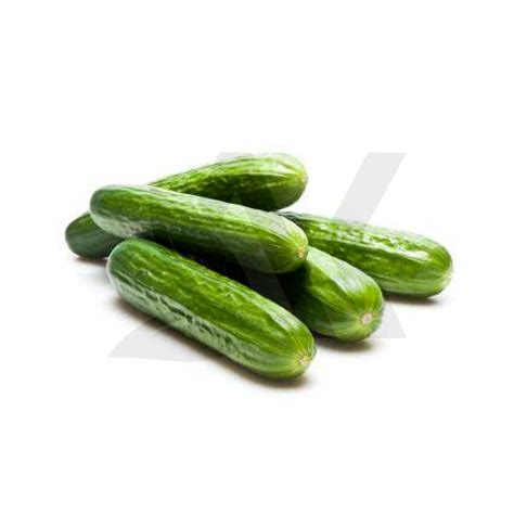 بذر خیار بوته‌ای آدرین کشت