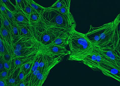 Research Highlights Human Ipsc Derived Cardiomyocytes To Study