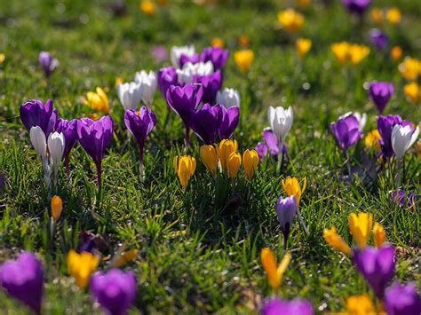 Guide Pratique Des Crocus Variétés Et Astuces De Culture En Jardin Et