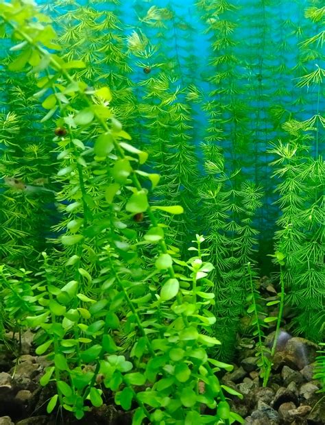 Bacopa Caroliniana A Sturdy Stem Plant For Your Aquarium The Shrimp