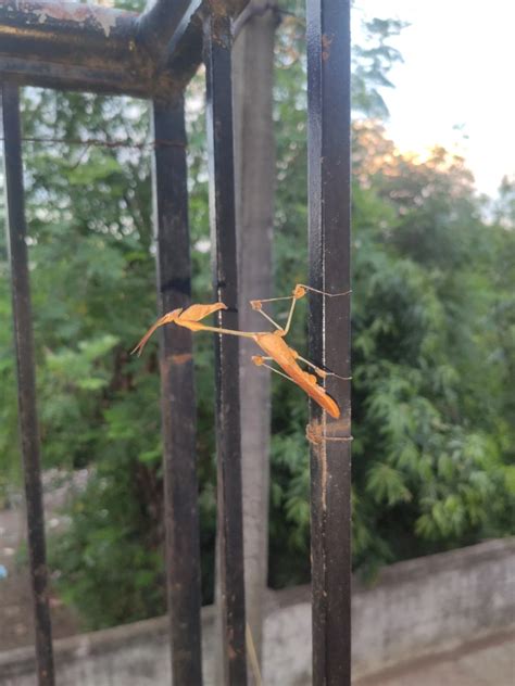 Whats This Bug Scrolller