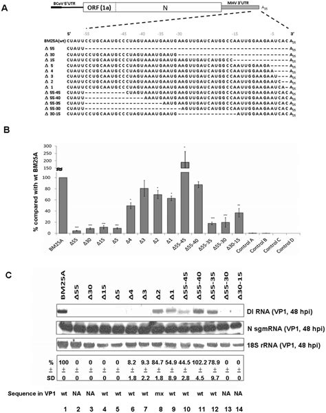 Identification Of Cis Acting Rna Elements Within The 39 Terminal 55 Nts
