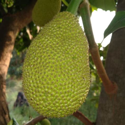 Voronoi Diagram Examples R Rhino Grasshopper