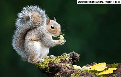 Eastern Gray Squirrel Habitat Diet Behavior And Fun Facts