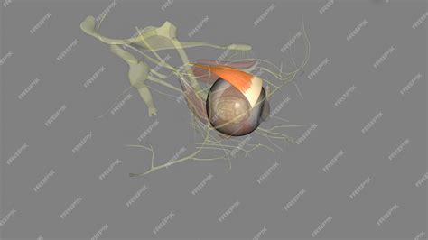 Premium Photo The Levator Palpebrae Superioris Is The Muscle In The Orbit That Elevates The