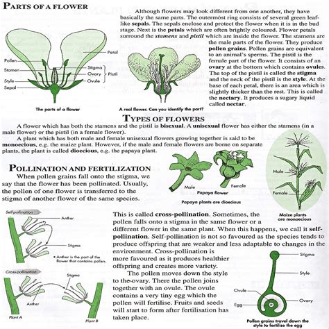 Plants NOTE