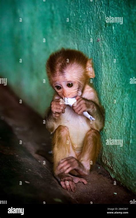 Isolated Monkey Cub With Rolled Up Paper In Hand In A Position That